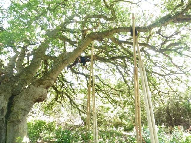 Making and installing props to support veteran oak trees
