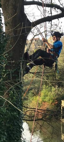 Tree Surgery, Tree surgeons felling, shaping & pruning. Swindon, Devizes