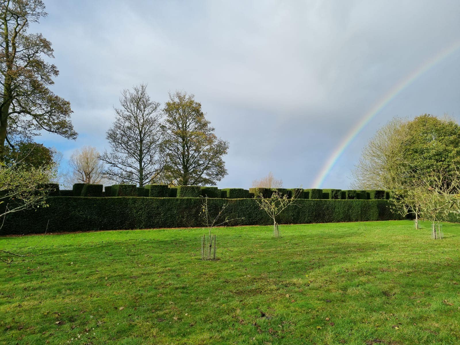 Hedge trimming box and yew at Avebury Manor - Conservation Contractors