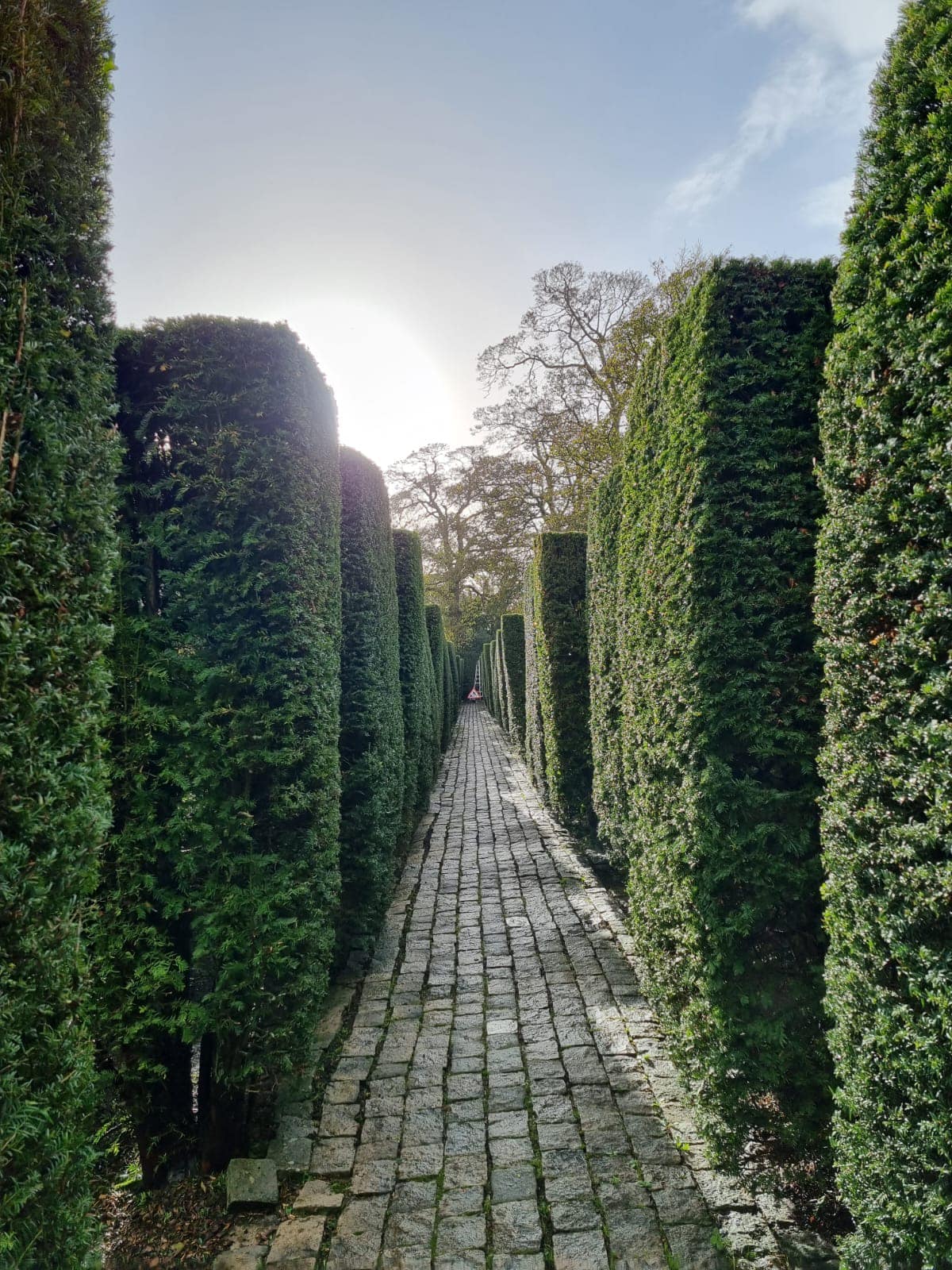 Hedge trimming box and yew at Avebury Manor - Conservation Contractors