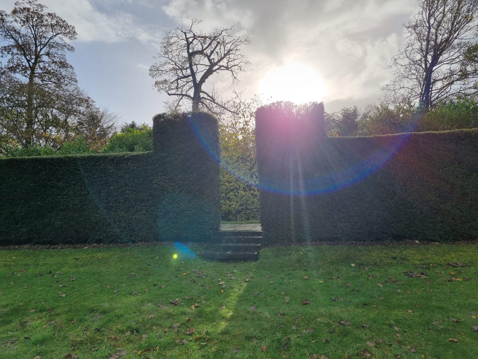 Hedge trimming box and yew at Avebury Manor - Conservation Contractors