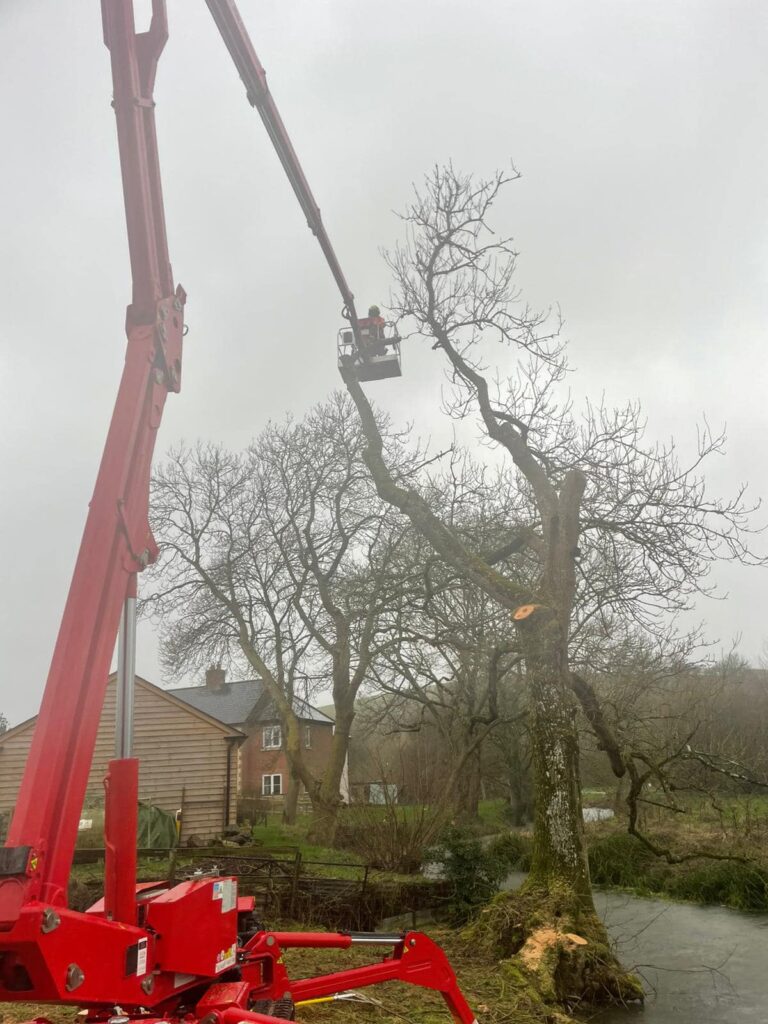 Our tracked MEWP – just the job for those hard-to-reach trees ...