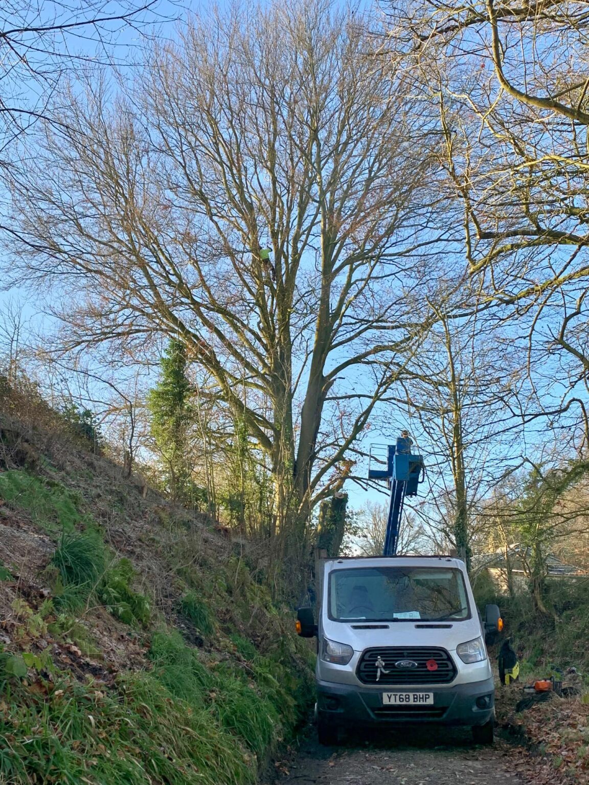 Reduction to decayed beech tree - Conservation Contractors