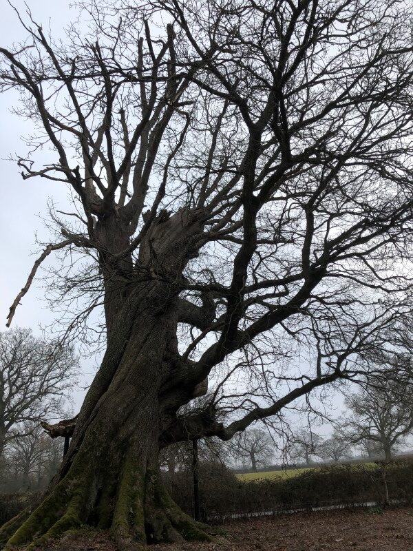 Eight of the world’s most amazing trees – from the Major Oak to the ...