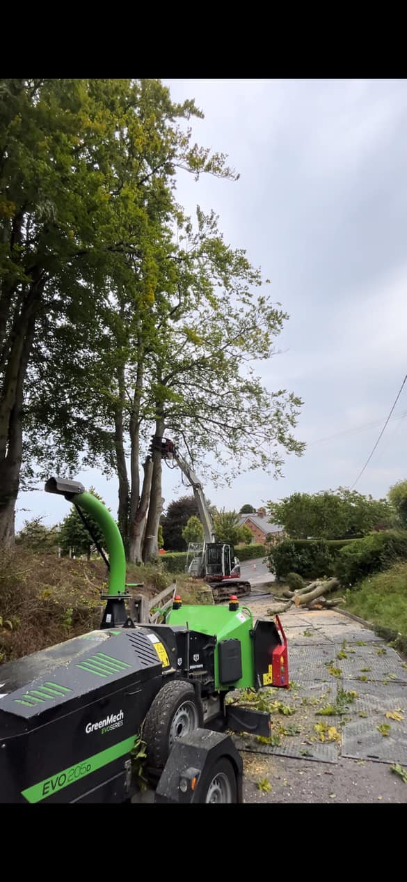 Dismantle of a multi stem beech tree at Edington which was in decline ...